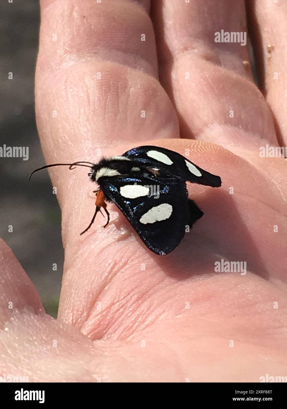 Eight-spotted Forester Moth (Alypia octomaculata) Insecta Stock Photo ...