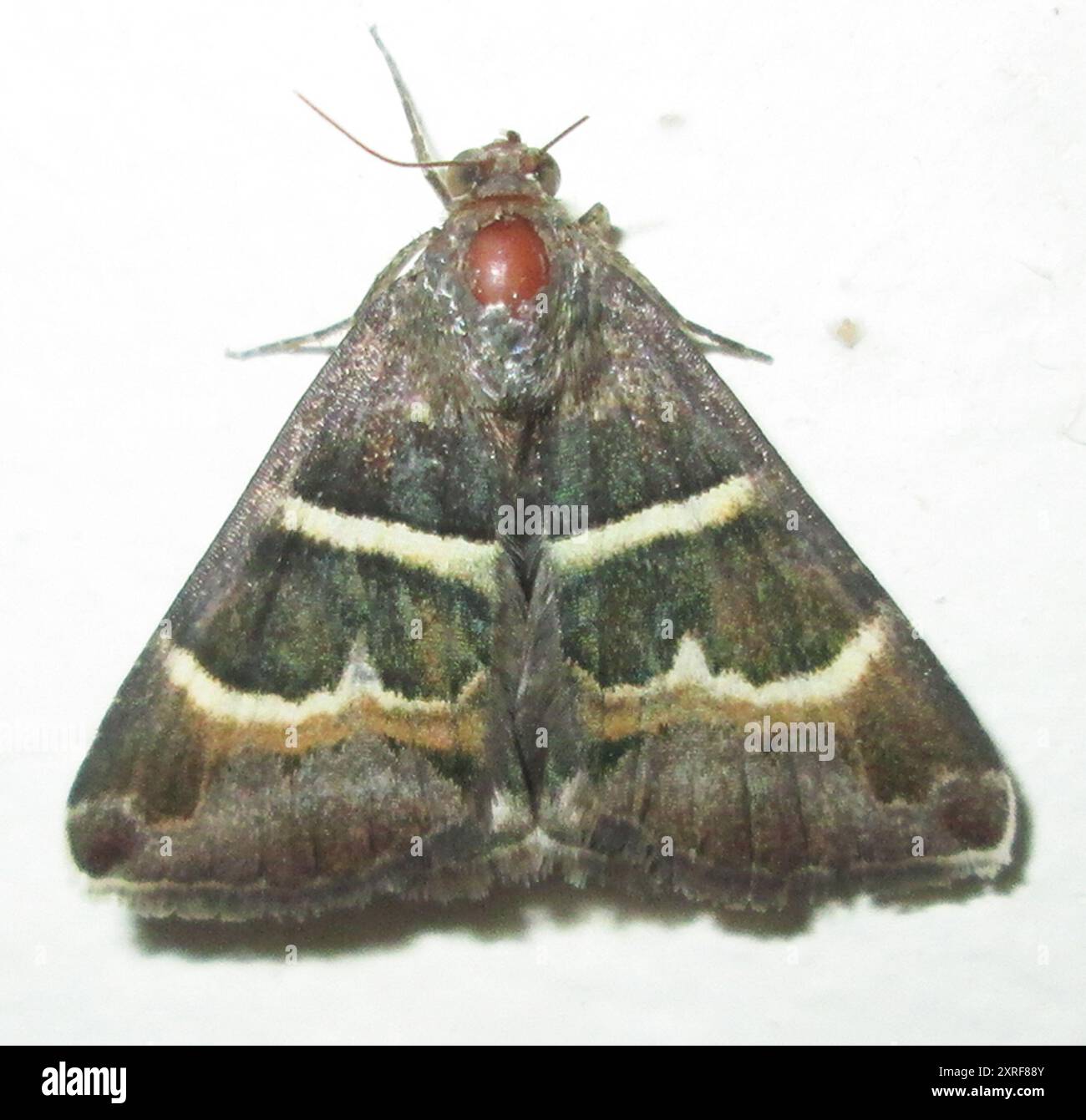 The Geometrician (Grammodes stolida) Insecta Stock Photo - Alamy