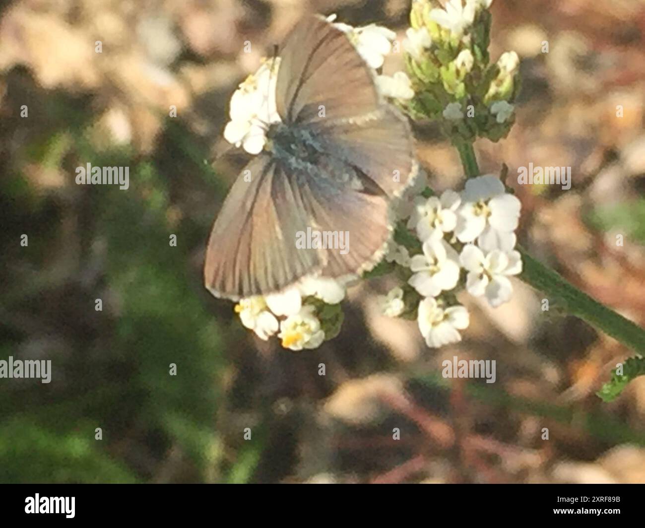 Common Grass-blue (Zizina otis labradus) Insecta Stock Photo - Alamy