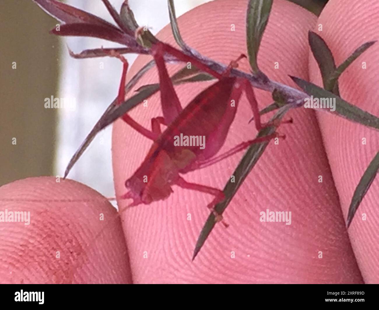 Australian Common Garden Katydid (Caedicia simplex) Insecta Stock Photo ...