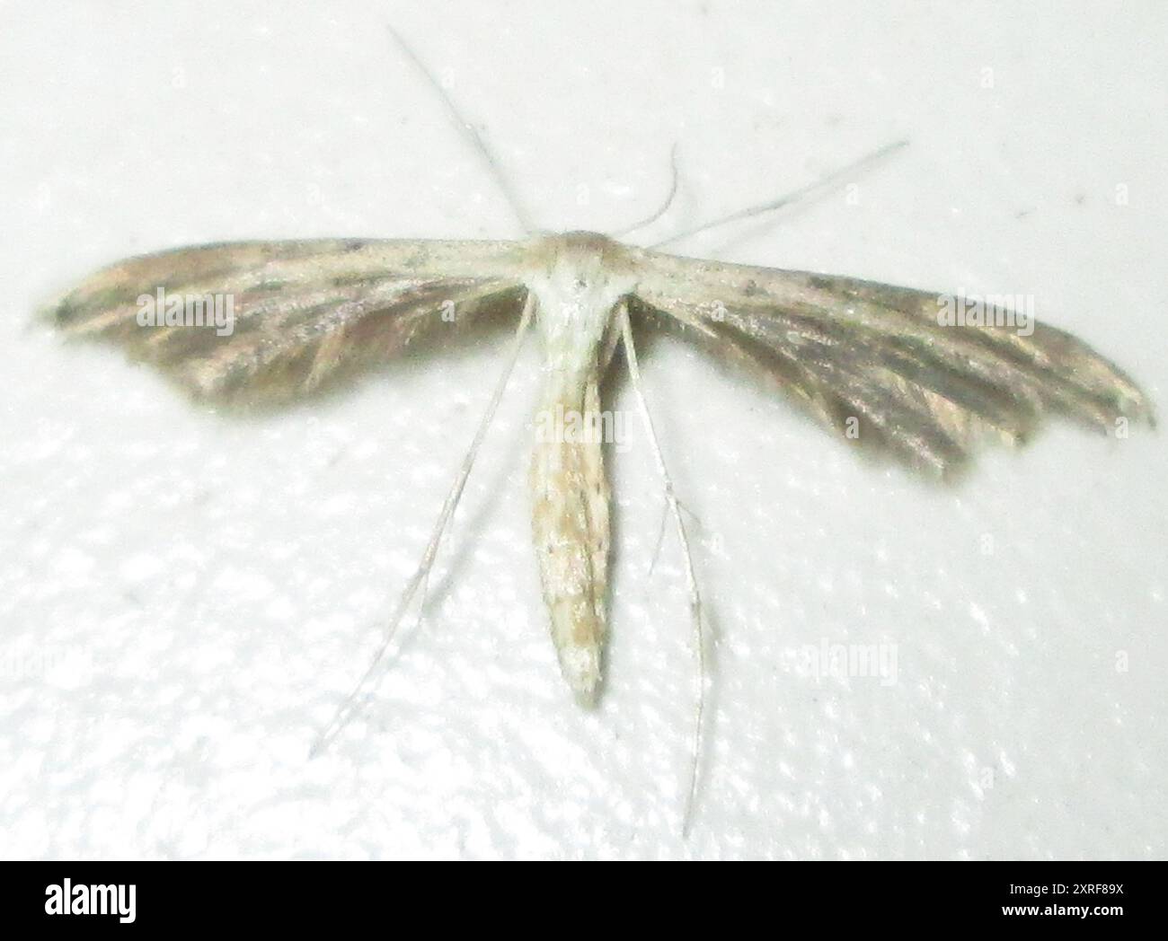 Plume Moths (Pterophoridae) Insecta Stock Photo - Alamy