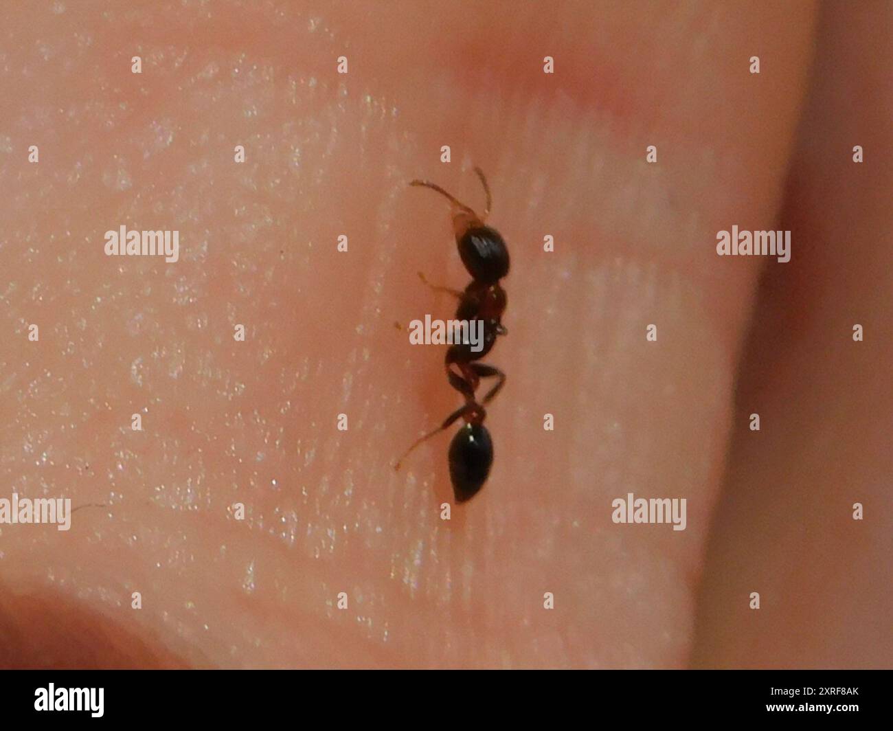 Shining Dark Twig Ant (Pseudomyrmex ejectus) Insecta Stock Photo - Alamy
