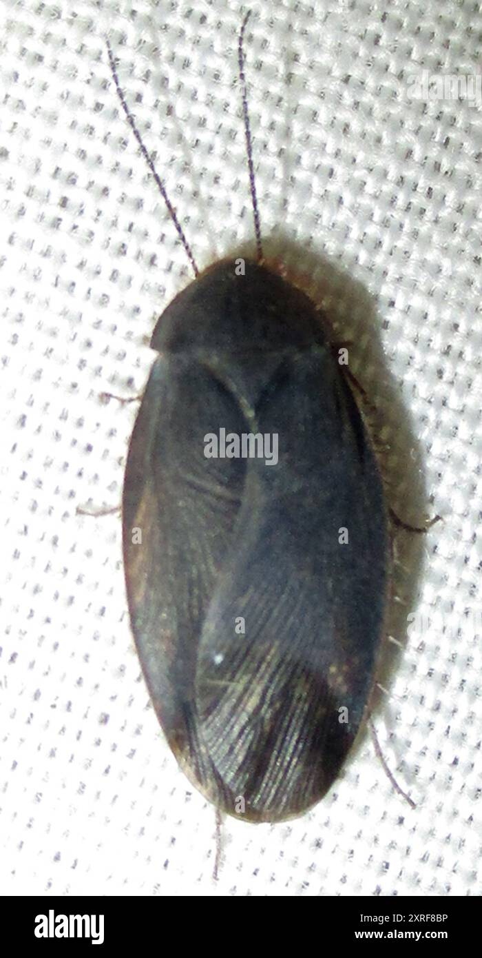 Sand Cockroaches (Corydiidae) Insecta Stock Photo - Alamy