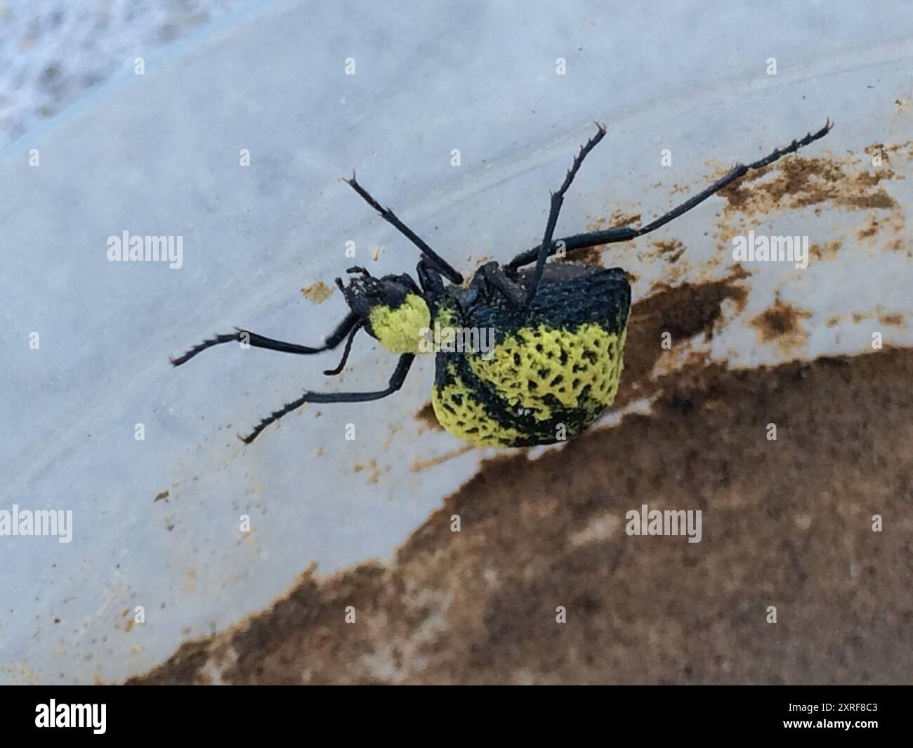 Inflated Beetle (Cysteodemus armatus) Insecta Stock Photo - Alamy
