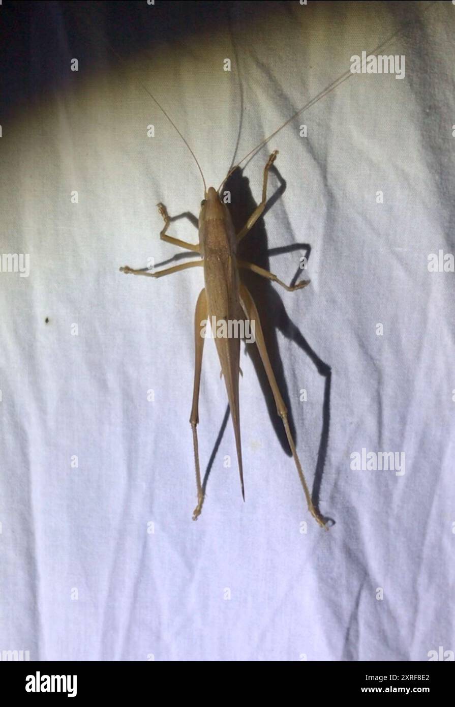 Common Coneheads (Neoconocephalus) Insecta Stock Photo - Alamy