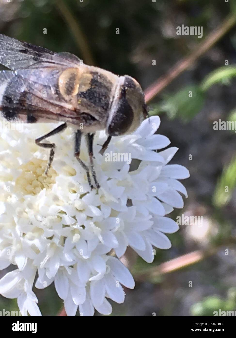 (Copestylum apiciferum) Insecta Stock Photo - Alamy