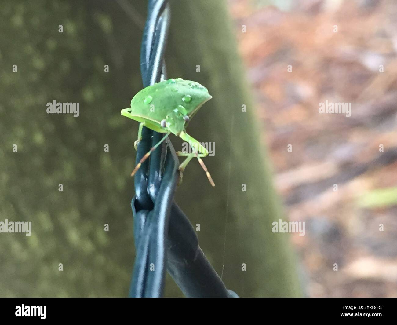 Southern Green Stink Bug (Nezara viridula) Insecta Stock Photo - Alamy