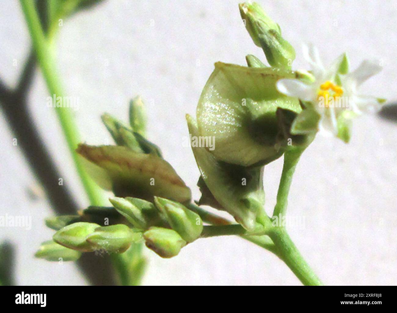 (Limeum pterocarpum pterocarpum) Plantae Stock Photo - Alamy