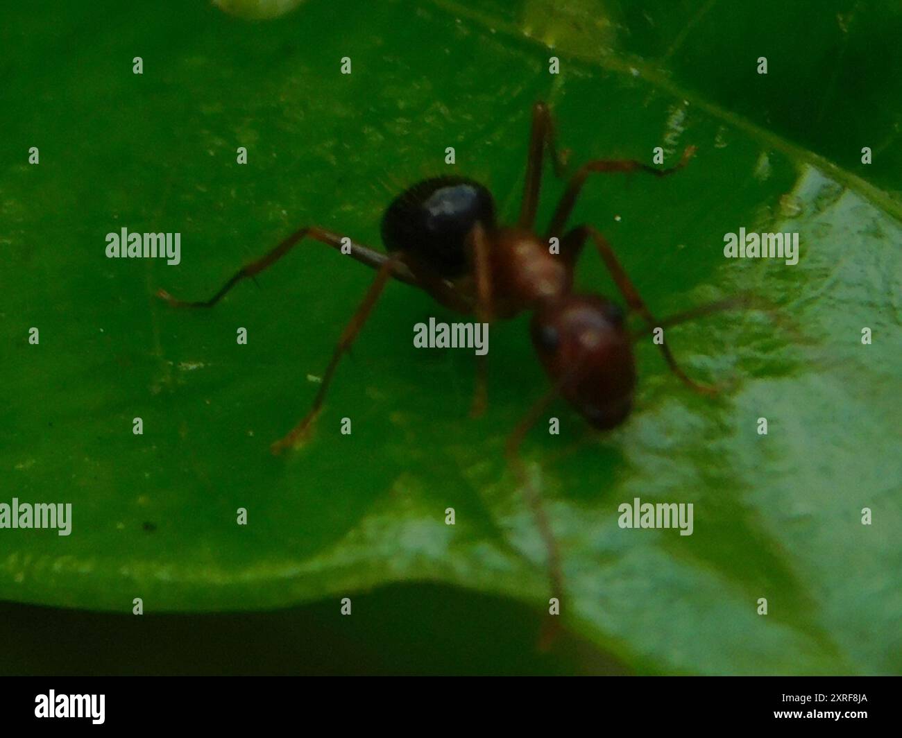 Florida Carpenter Ant (Camponotus floridanus) Insecta Stock Photo - Alamy