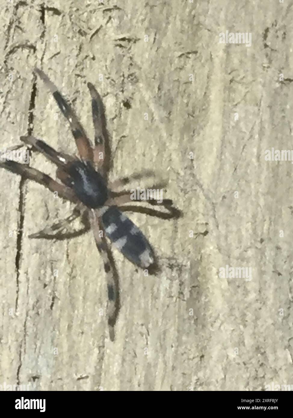 Eastern White-tail Spider (Lampona murina) Arachnida Stock Photo - Alamy