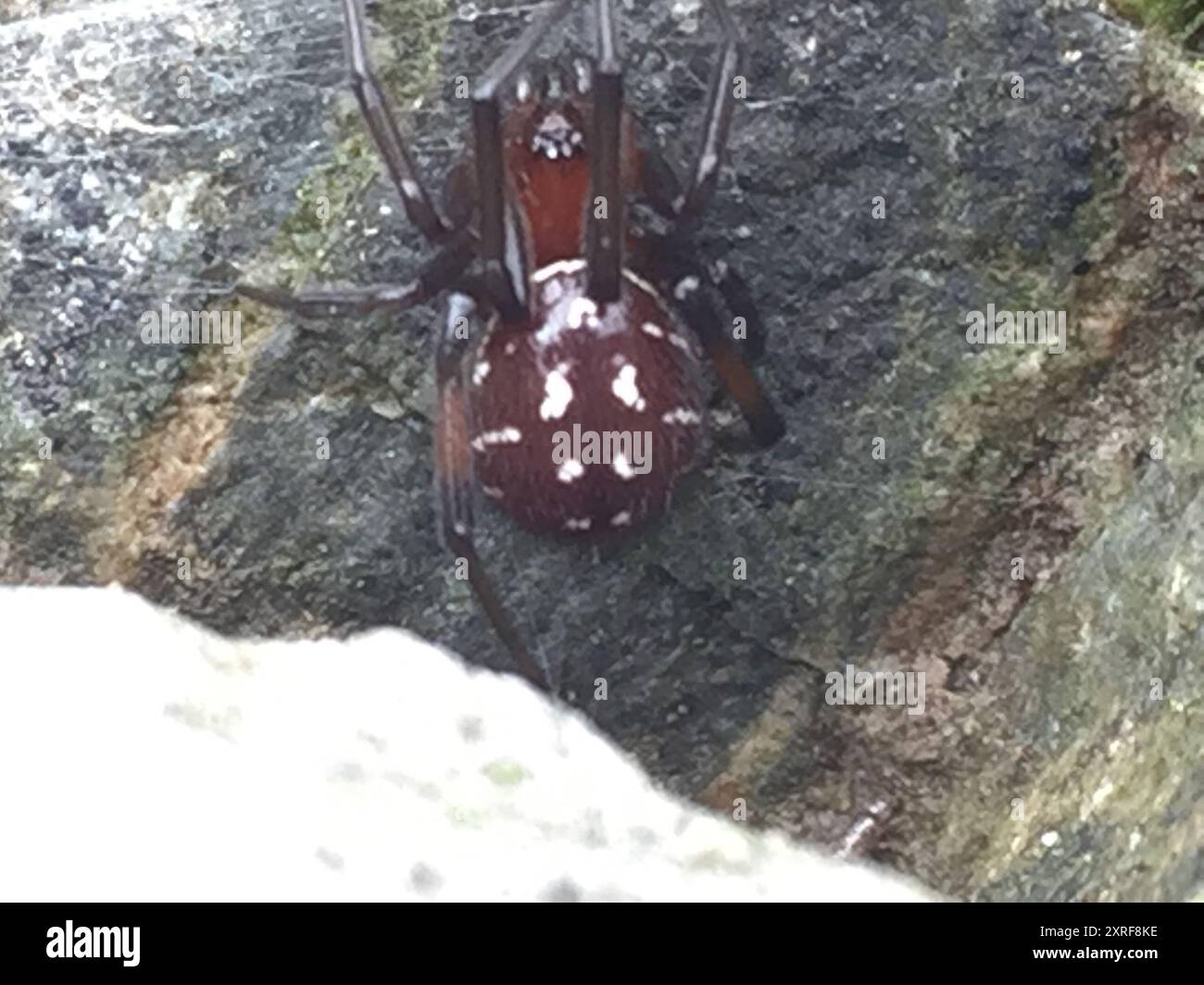 Black Cobweb Spider (Steatoda capensis) Arachnida Stock Photo - Alamy
