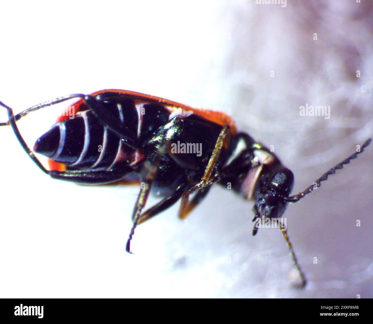 Eurasian Red-and-black Melyrid (Anthocomus equestris) Insecta Stock ...