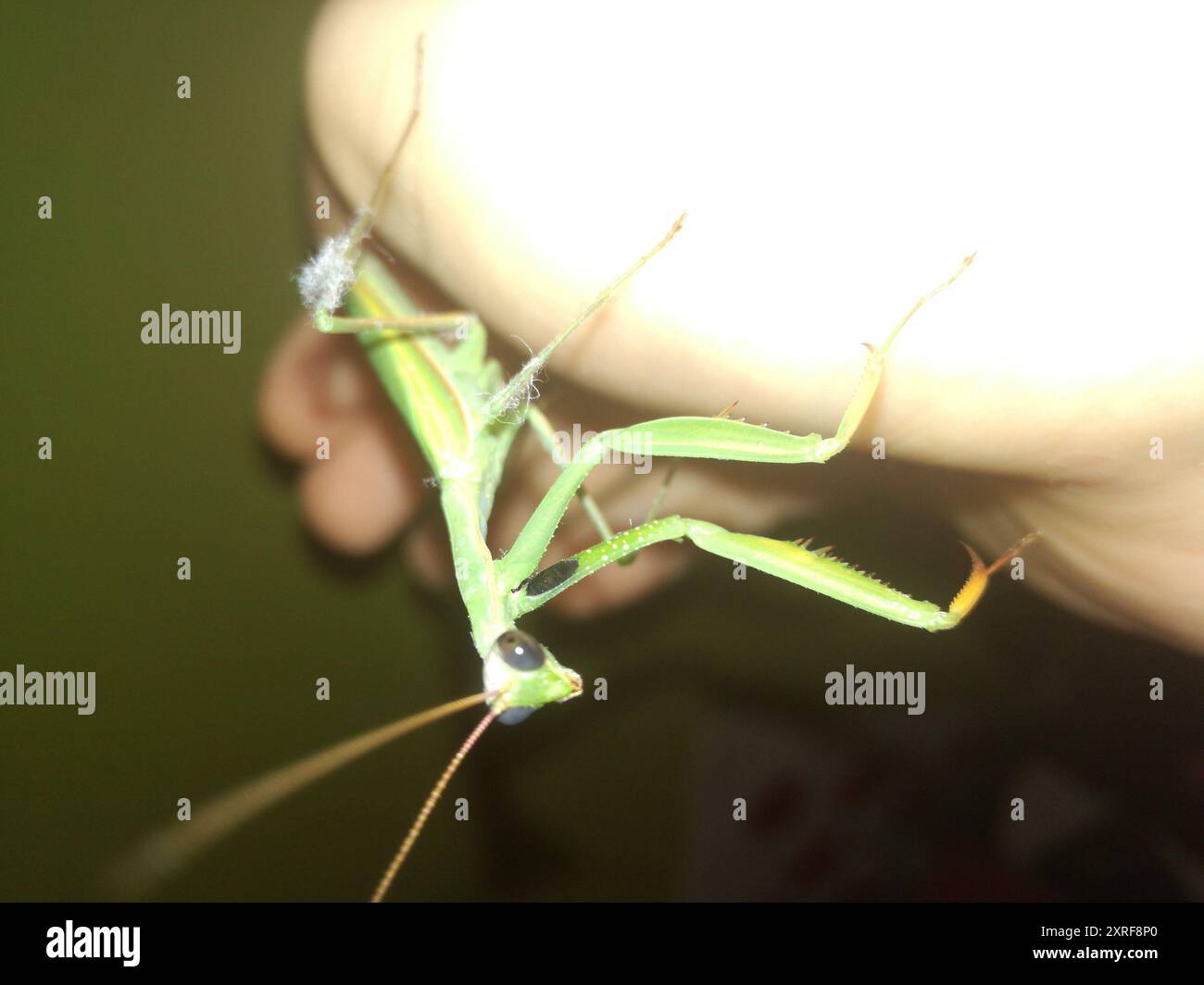European Mantis (Mantis religiosa) Insecta Stock Photo - Alamy