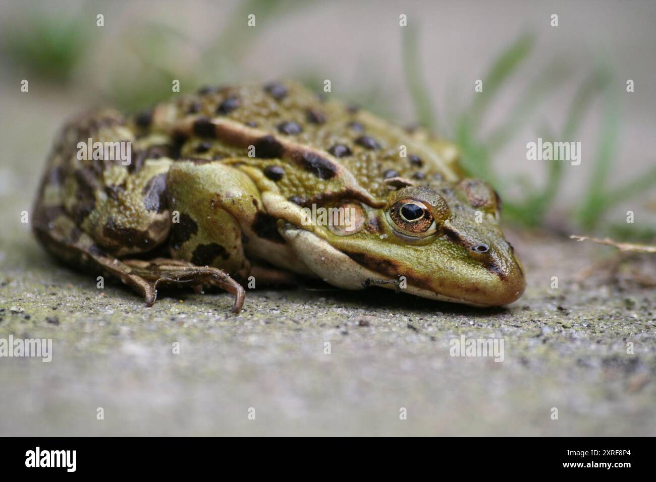 Water Frogs (Pelophylax) Amphibia Stock Photo - Alamy