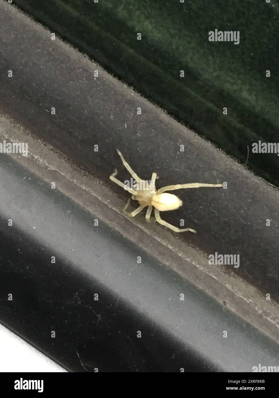 Northern Yellow Sac Spider (Cheiracanthium mildei) Arachnida Stock ...