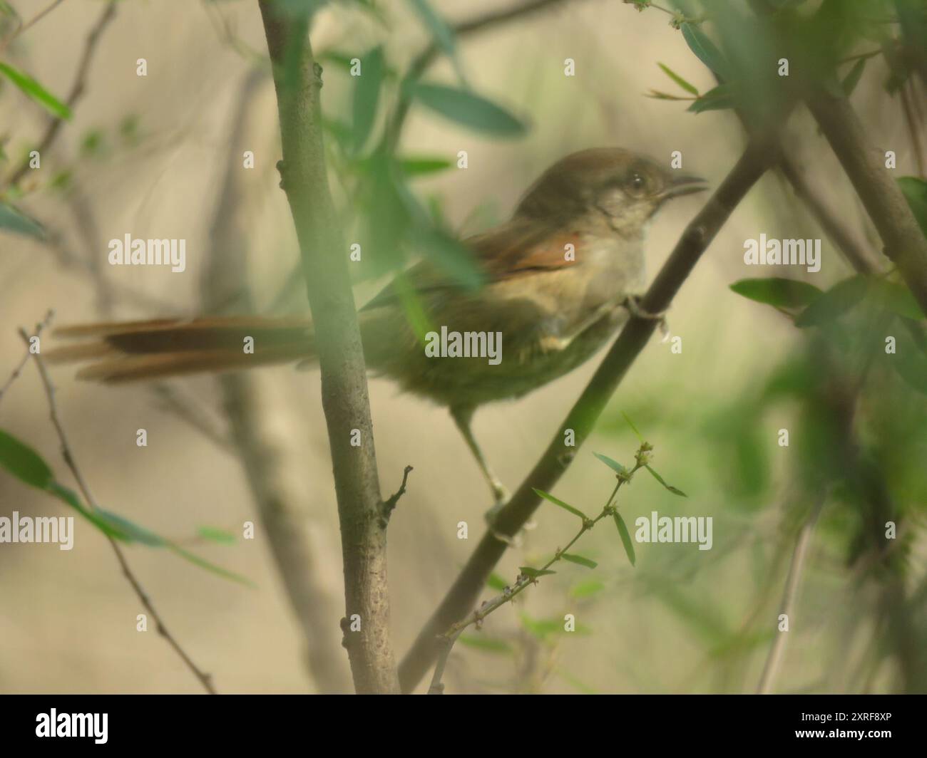 Sooty-fronted Spinetail (Synallaxis frontalis) Aves Stock Photo - Alamy