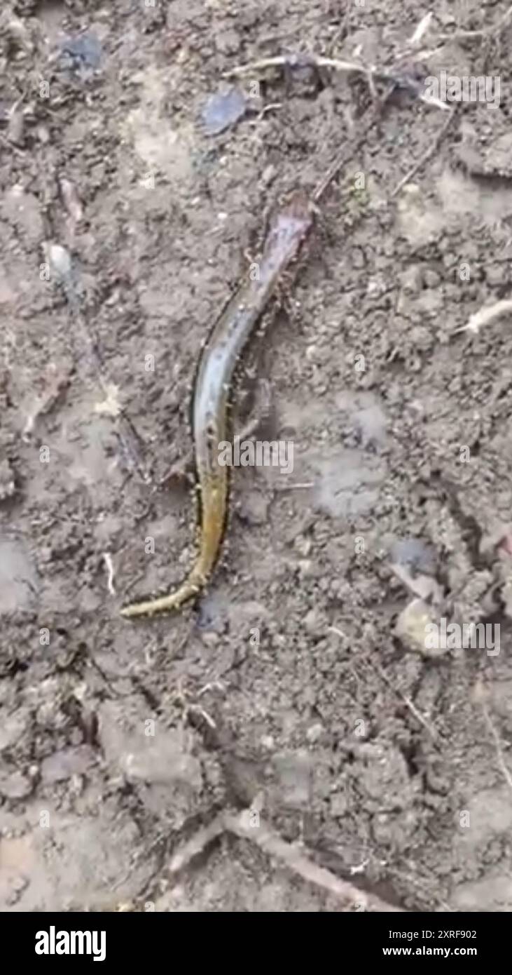 Southern Two-lined Salamander (Eurycea cirrigera) Amphibia Stock Photo ...