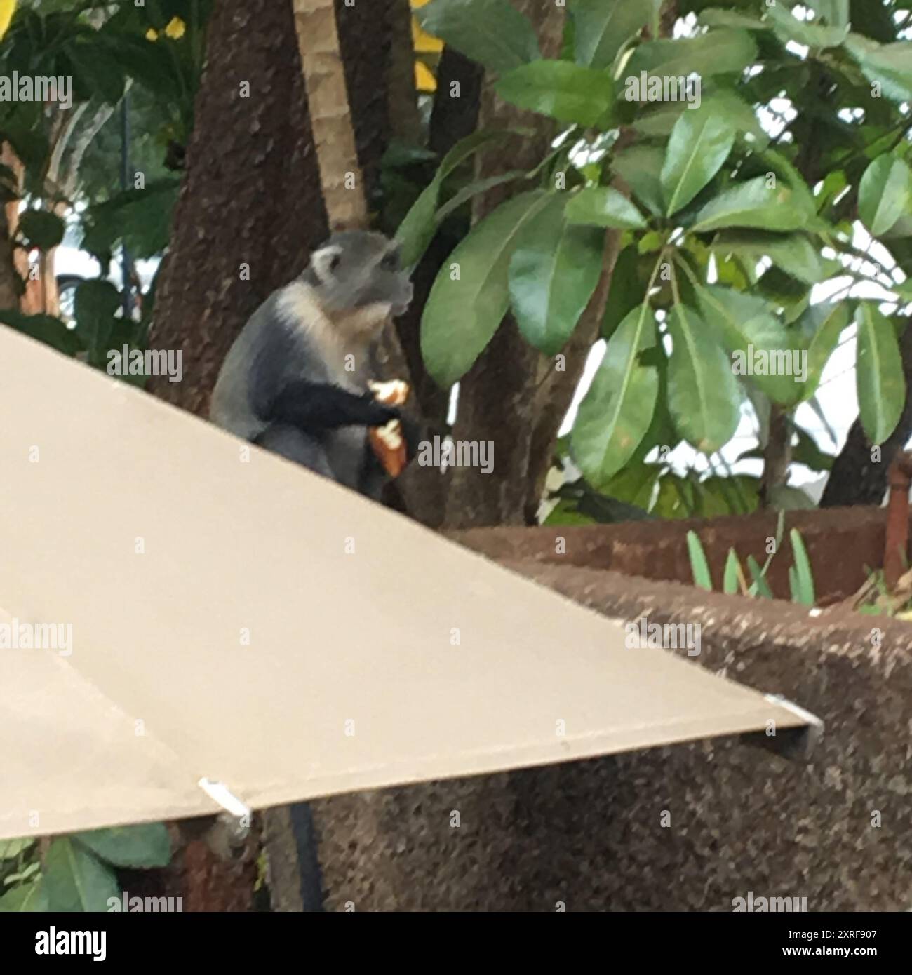 Blue Monkey (Cercopithecus mitis) Mammalia Stock Photo - Alamy