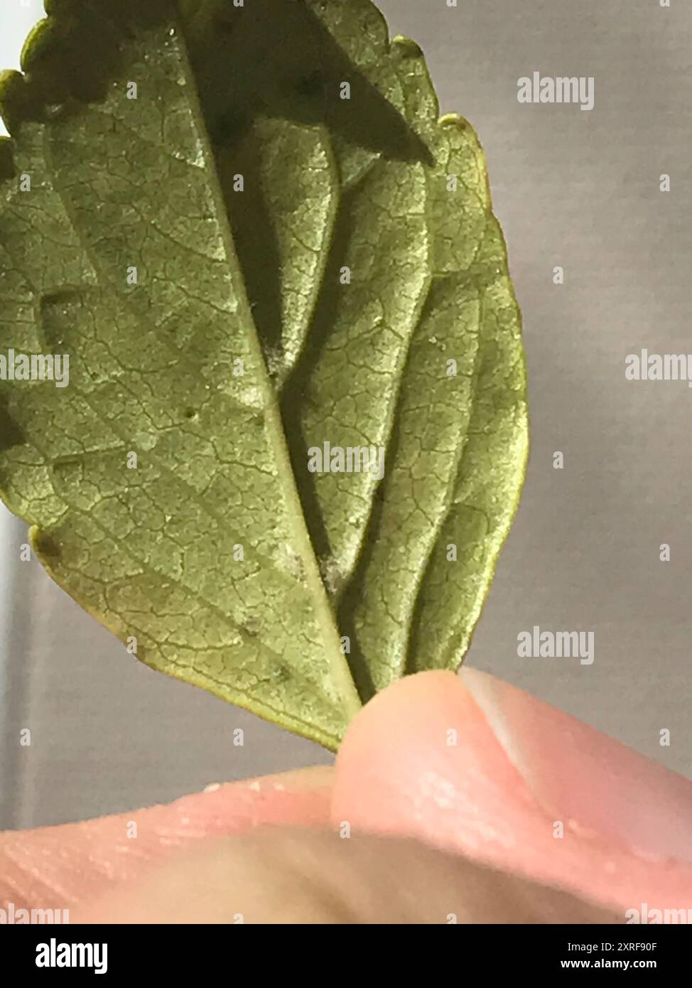 yerba buena (Clinopodium douglasii) Plantae Stock Photo - Alamy