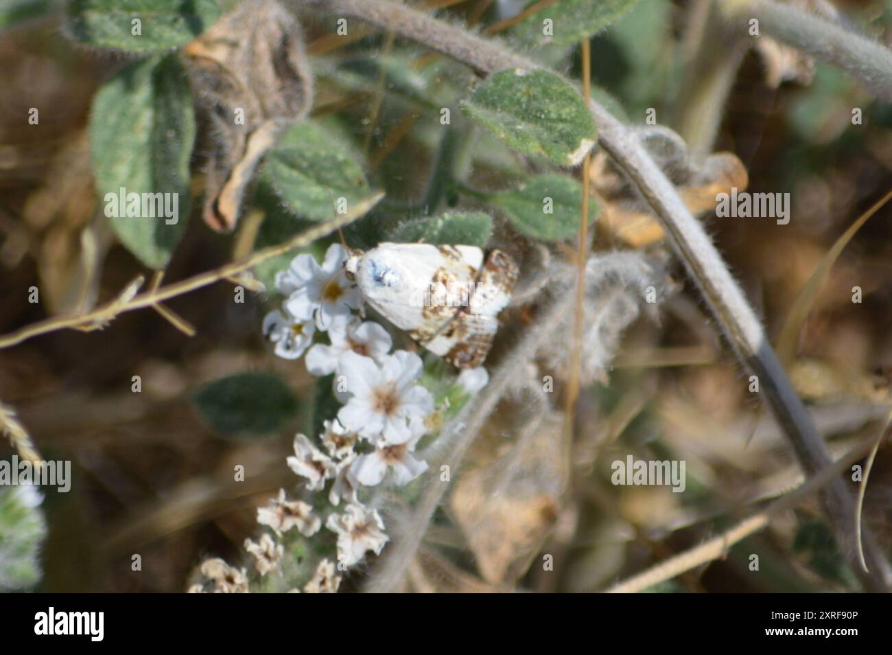 Pale Shoulder (Acontia lucida) Insecta Stock Photo - Alamy