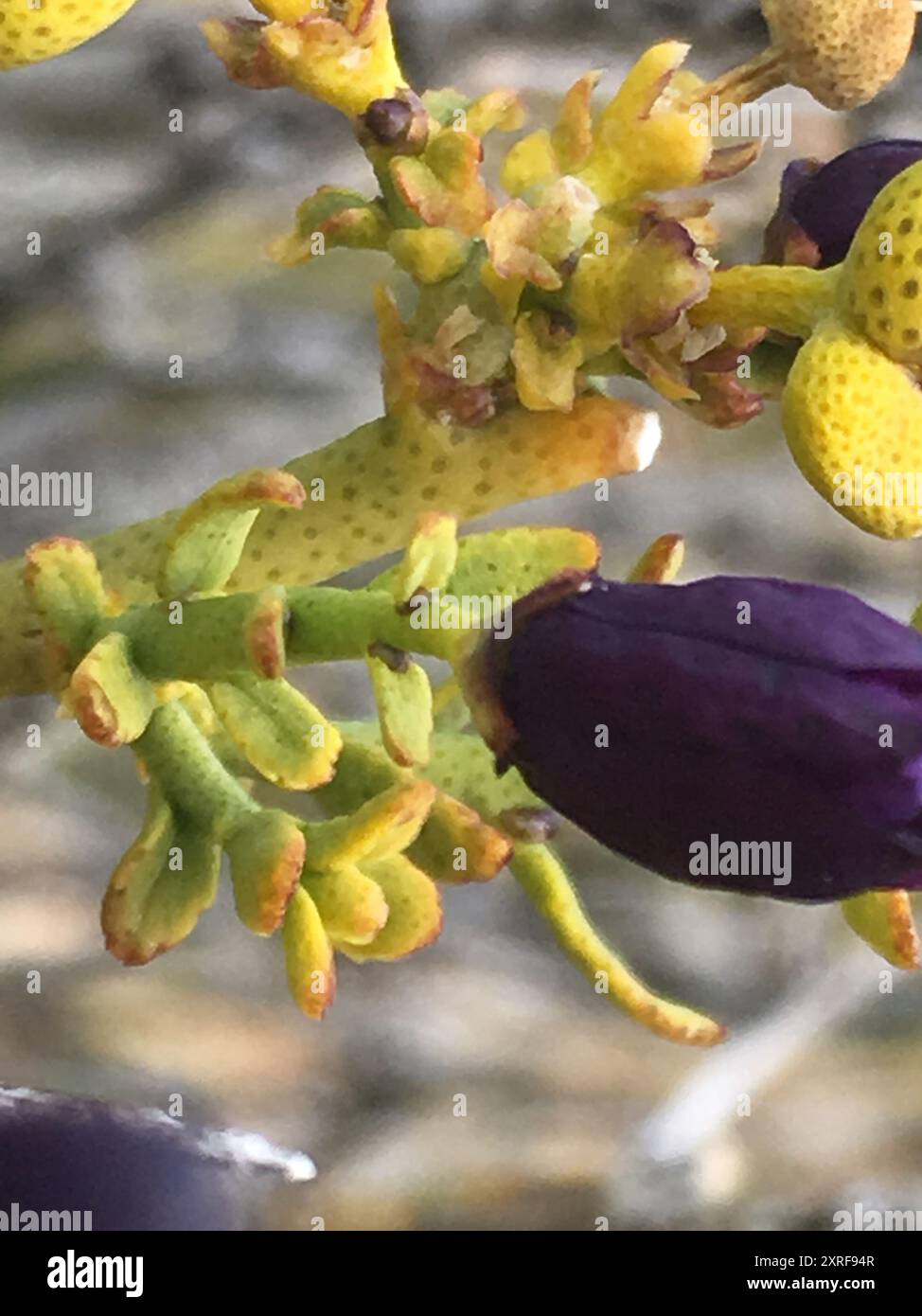 Turpentine Broom (Thamnosma montana) Plantae Stock Photo - Alamy
