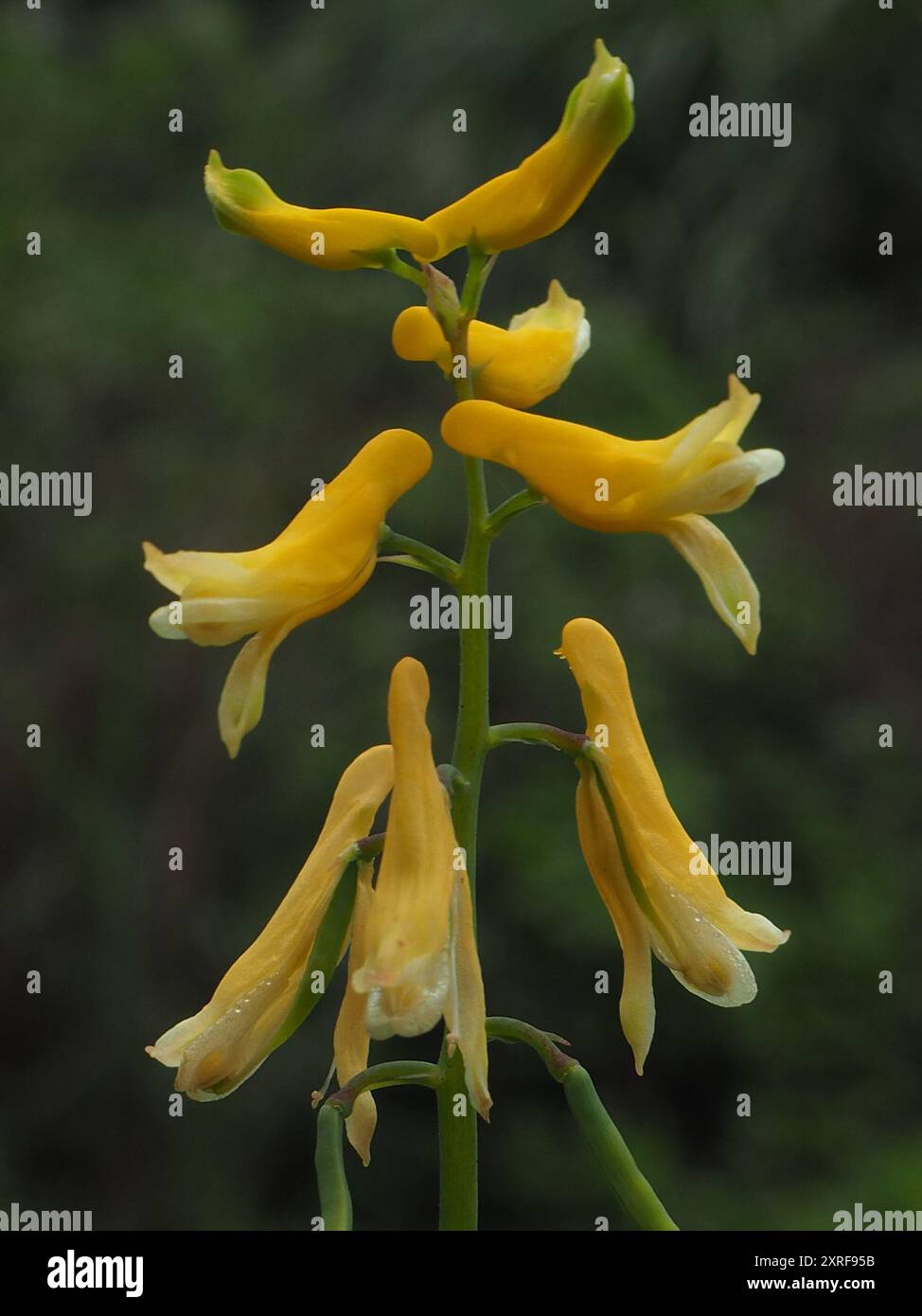 (Corydalis formosana) Plantae Stock Photo - Alamy