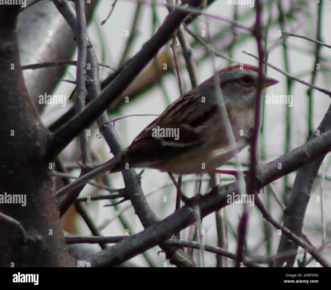 American Tree Sparrow (Spizelloides arborea) Aves Stock Photo - Alamy