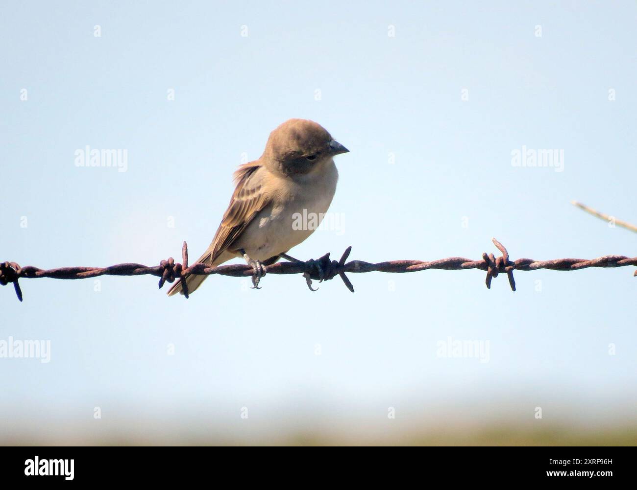 Diuca diuca hi-res stock photography and images - Alamy