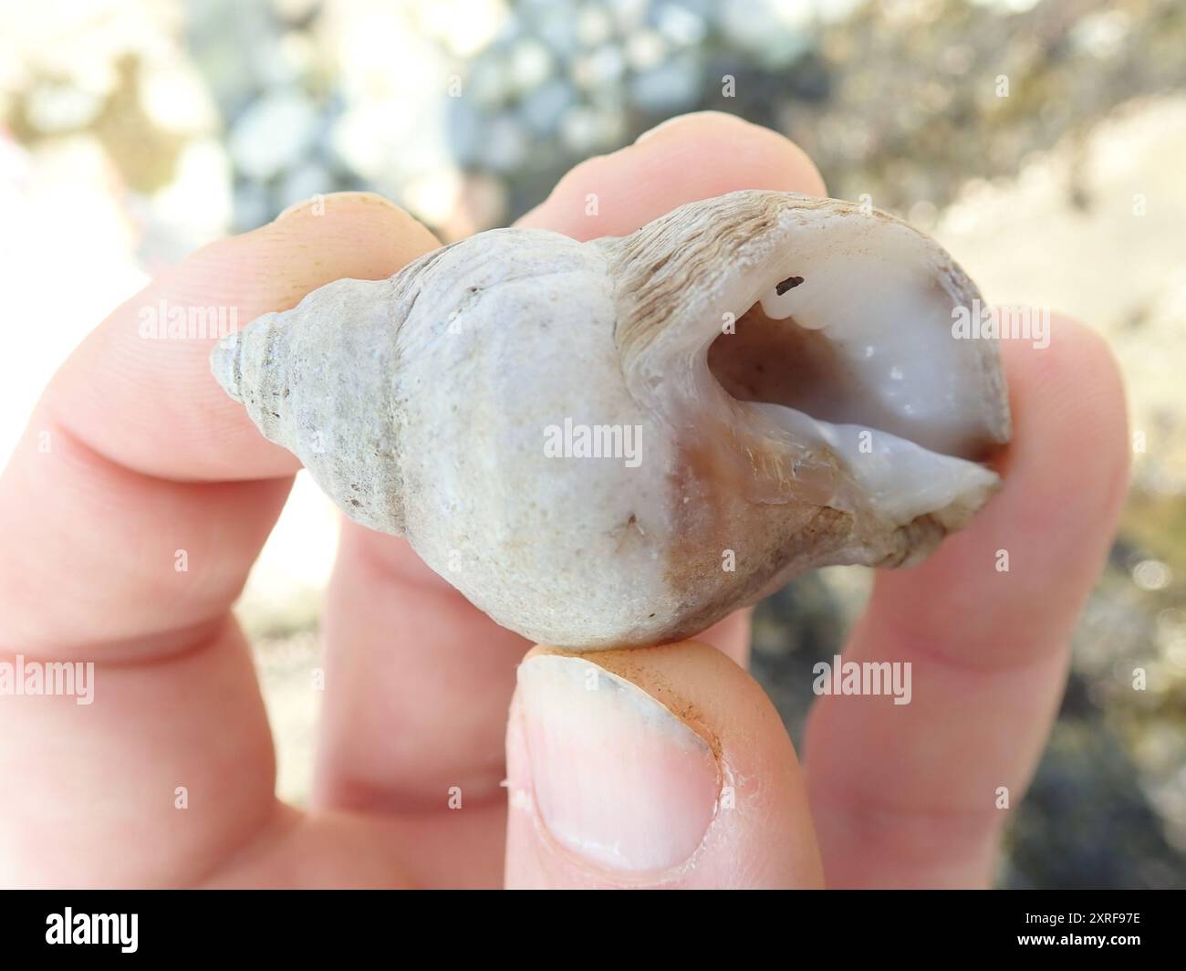 Frilled Dogwinkle (Nucella lamellosa) Mollusca Stock Photo - Alamy