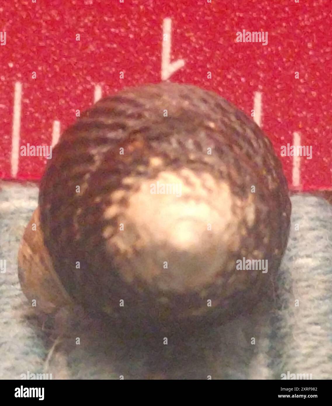 Eastern Mudsnail (Ilyanassa obsoleta) Mollusca Stock Photo - Alamy