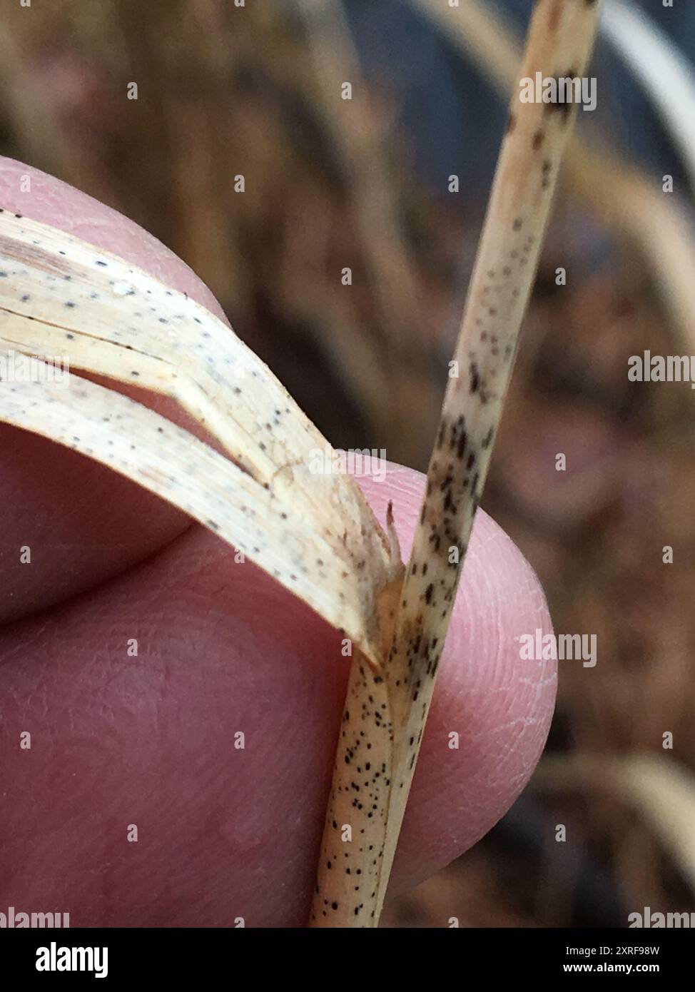 panicgrasses (Panicum) Plantae Stock Photo - Alamy
