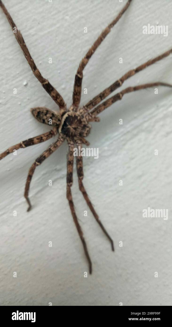 Giant Huntsman Spiders (Heteropoda) Arachnida Stock Photo - Alamy