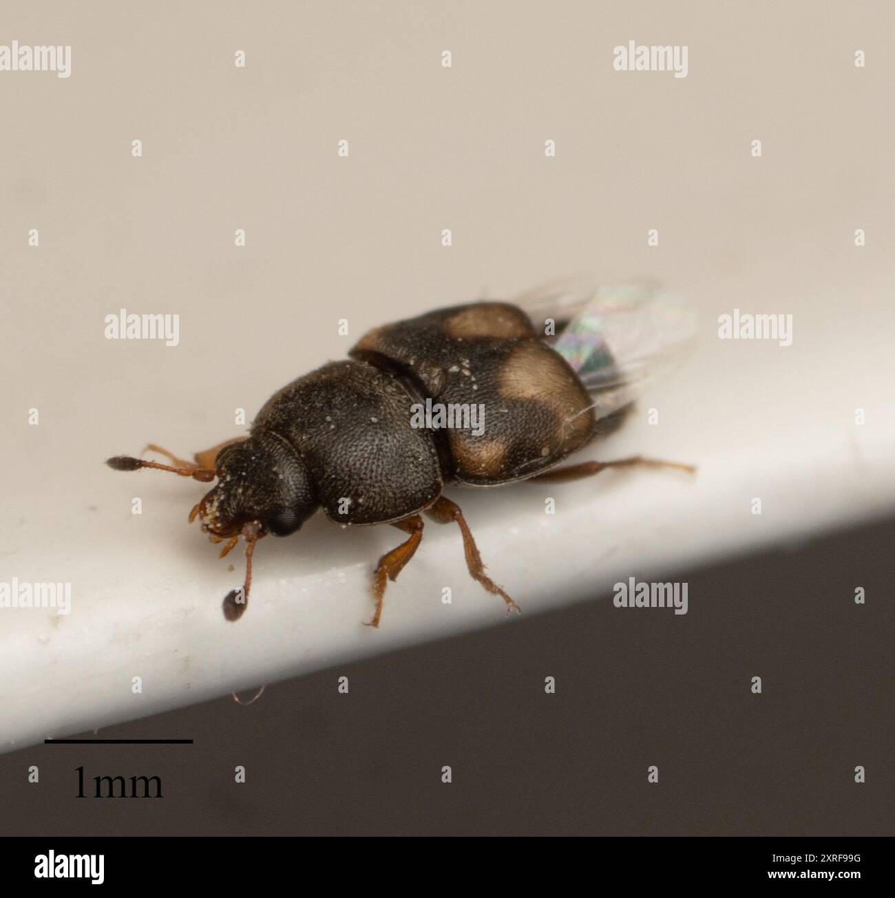 Carpophilus hemipterus hi-res stock photography and images - Alamy