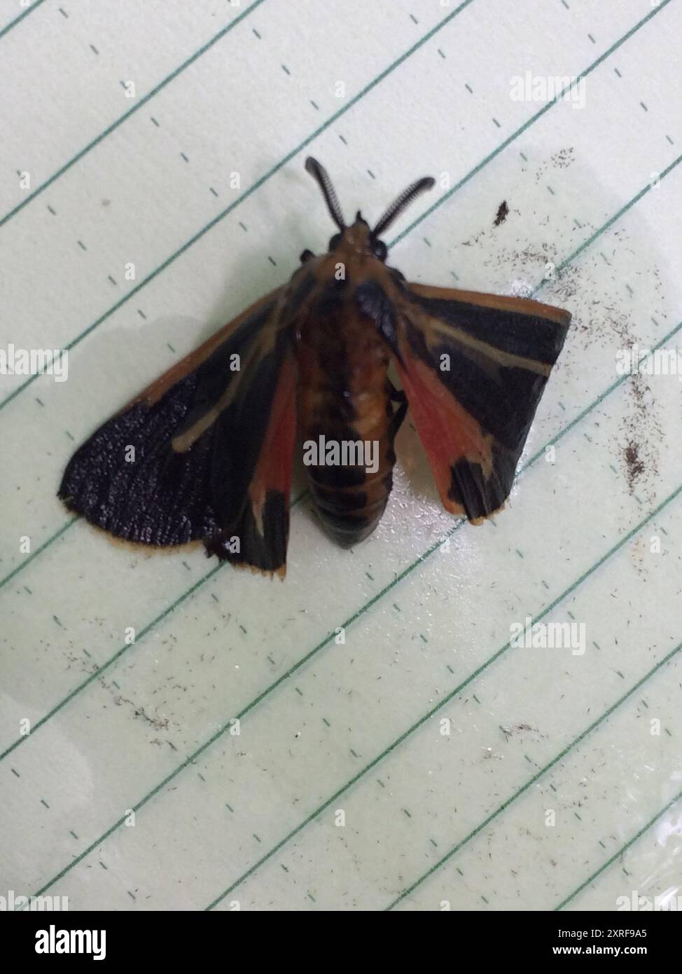 Banded Tiger Moth (Apantesis vittata) Insecta Stock Photo - Alamy
