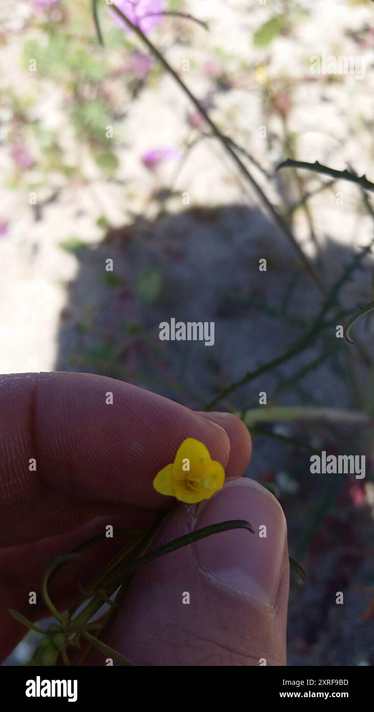 California primrose (Eulobus californicus) Plantae Stock Photo - Alamy