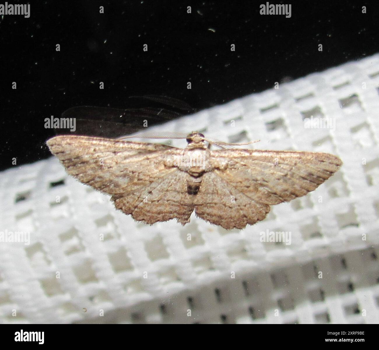 Geometer Moths (Geometridae) Insecta Stock Photo - Alamy