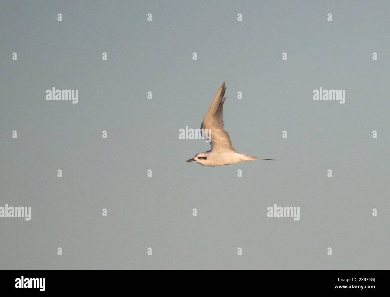 Snowy-crowned Tern (Sterna trudeaui) Aves Stock Photo - Alamy