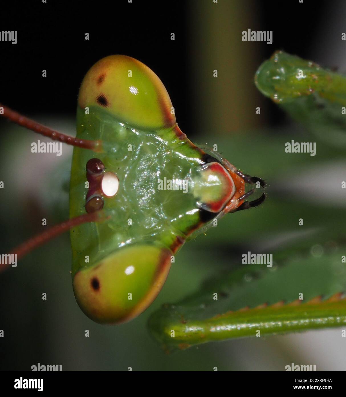 South African Mantis (Miomantis caffra) Insecta Stock Photo - Alamy