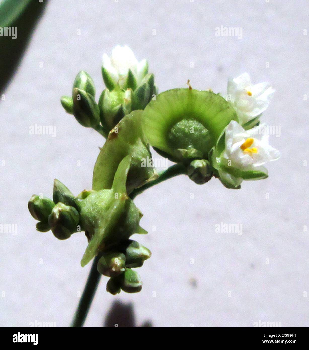 (Limeum pterocarpum pterocarpum) Plantae Stock Photo - Alamy