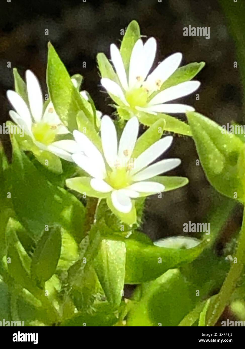 common chickweed (Stellaria media) Plantae Stock Photo - Alamy
