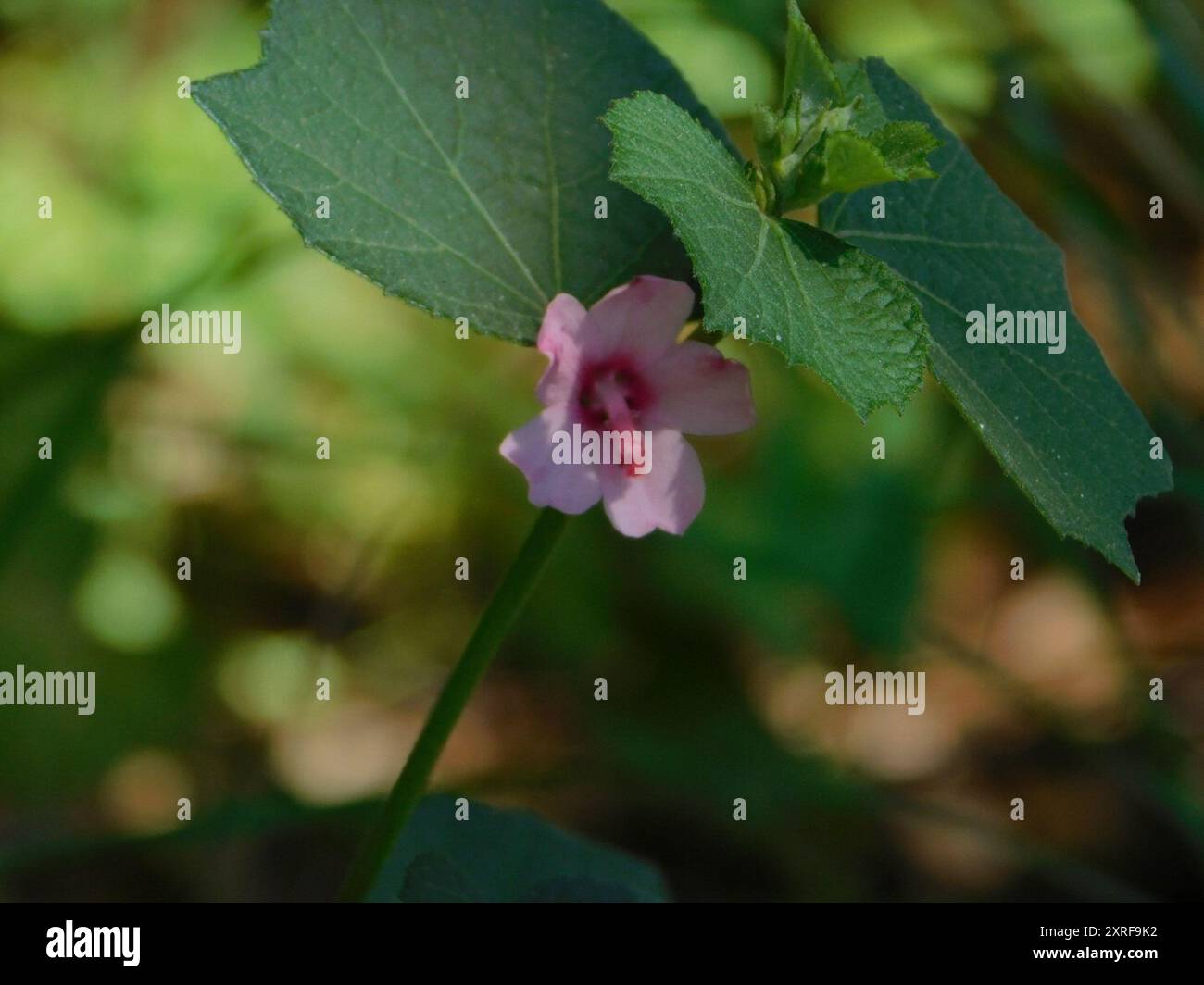 Caesar weed (Urena lobata) Plantae Stock Photo - Alamy