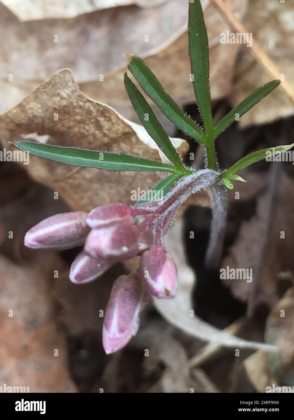 Slender toothwort (Cardamine angustata) Plantae Stock Photo - Alamy