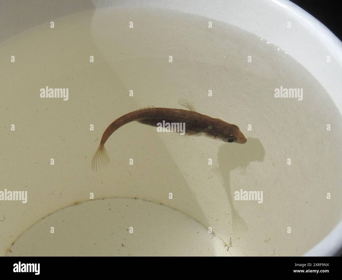 Threespine Stickleback (Gasterosteus aculeatus) Actinopterygii Stock ...