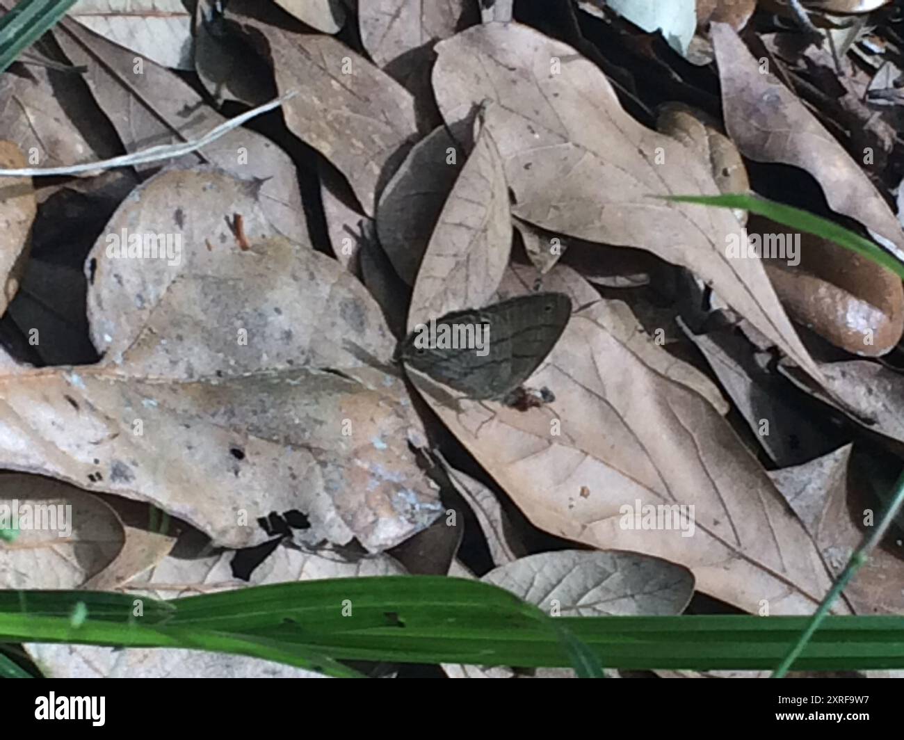 Carolina Satyr (Hermeuptychia sosybius) Insecta Stock Photo - Alamy
