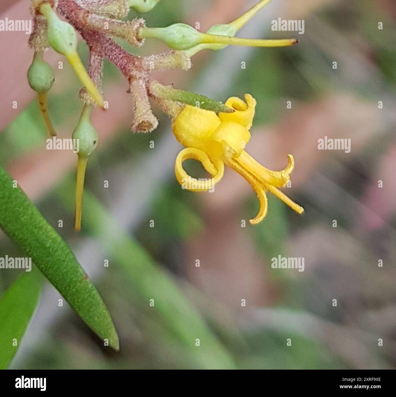 Narrow-leaf Geebung (Persoonia linearis) Plantae Stock Photo - Alamy