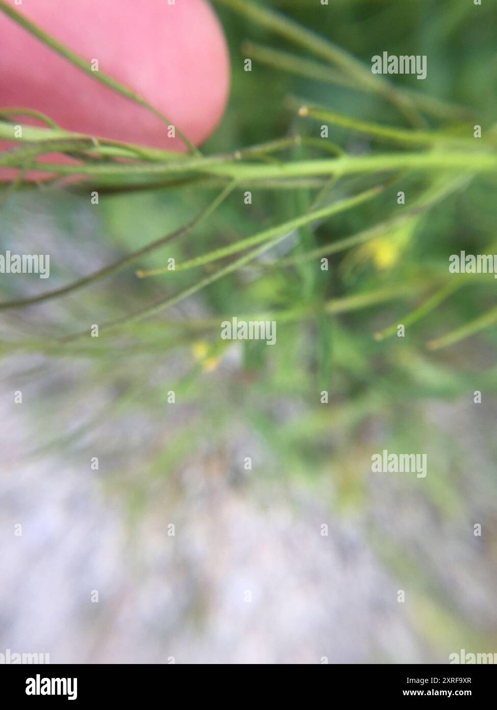 London rocket (Sisymbrium irio) Plantae Stock Photo - Alamy