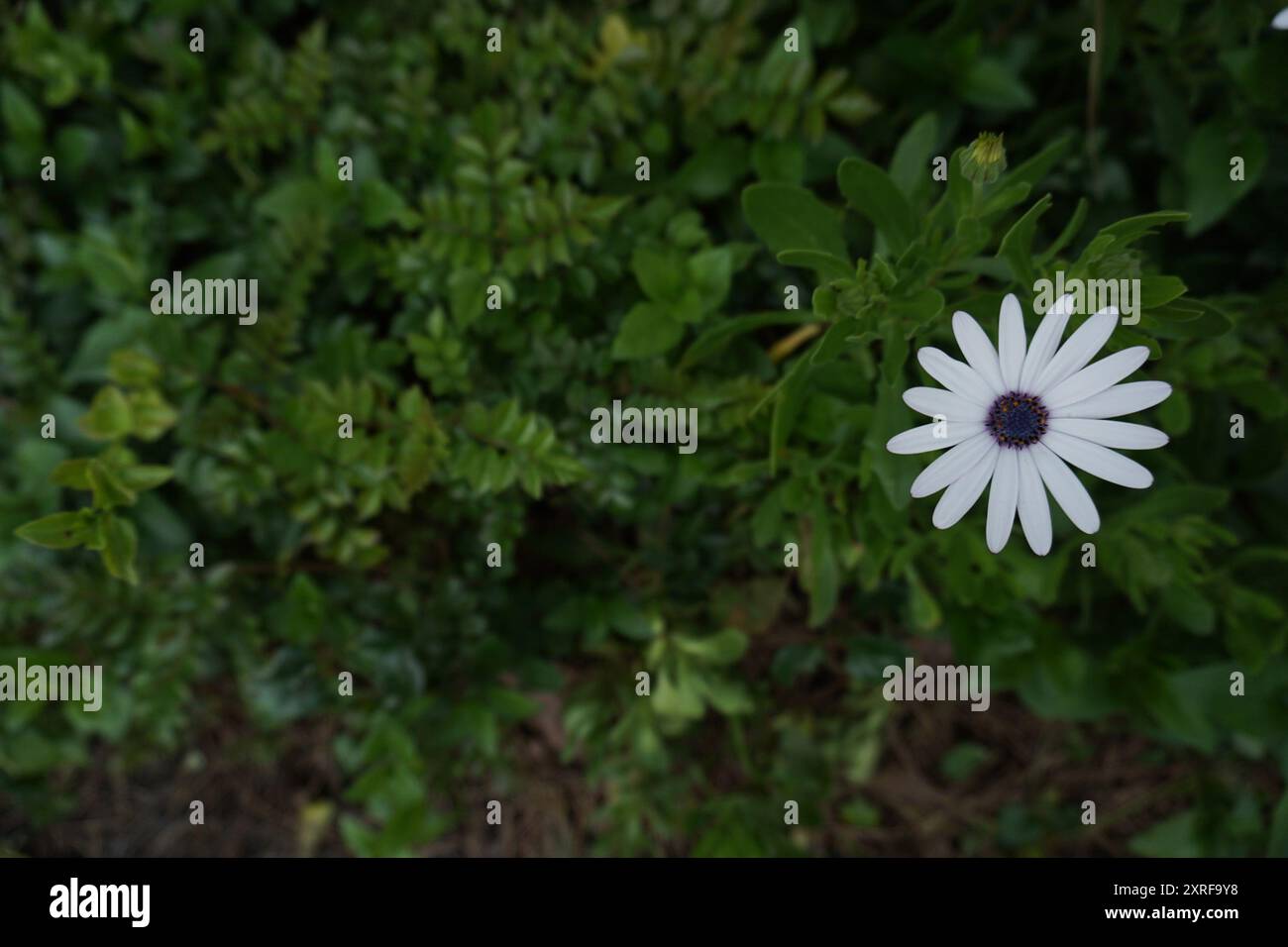 trailing African daisy (Dimorphotheca fruticosa) Plantae Stock Photo ...