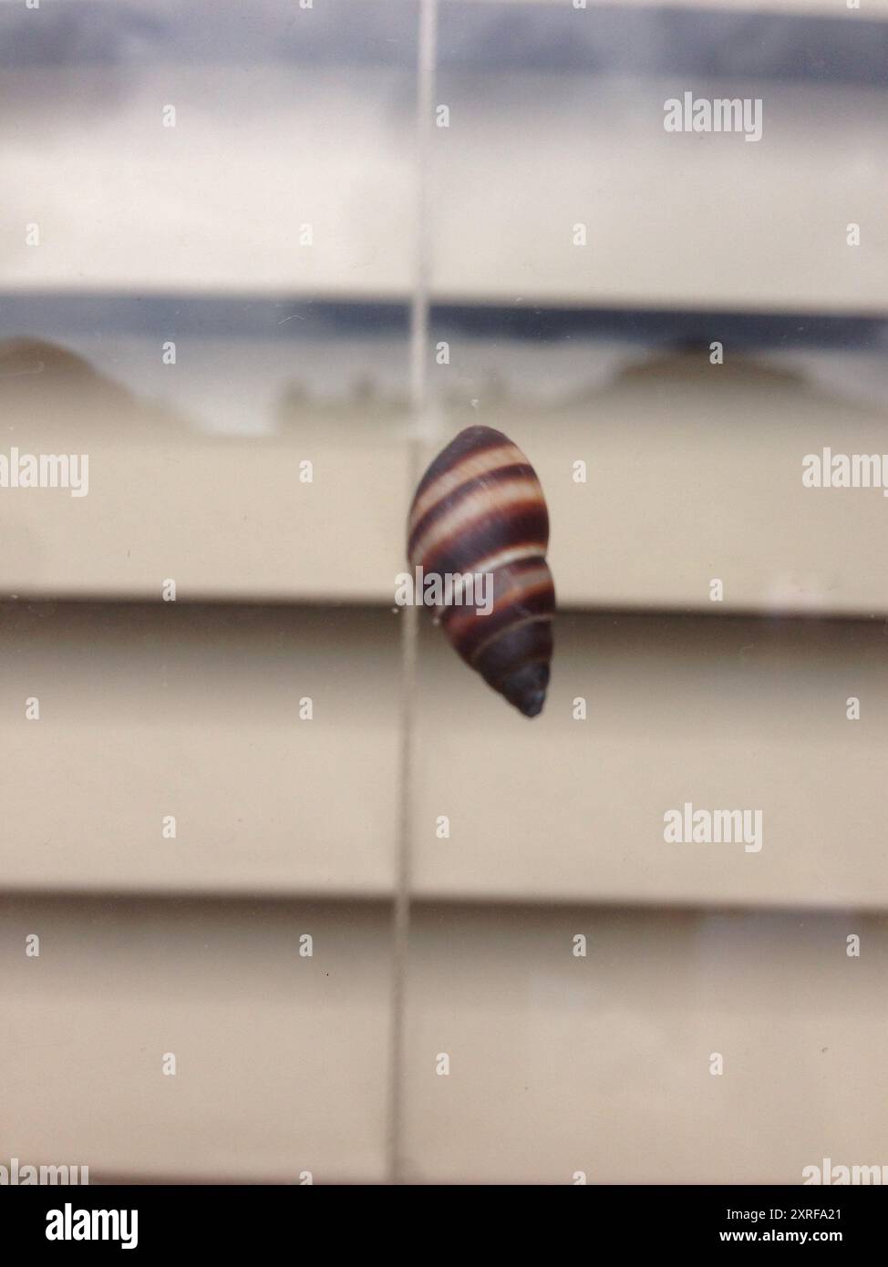 West Indian Bulimulus (Bulimulus guadalupensis) Mollusca Stock Photo ...