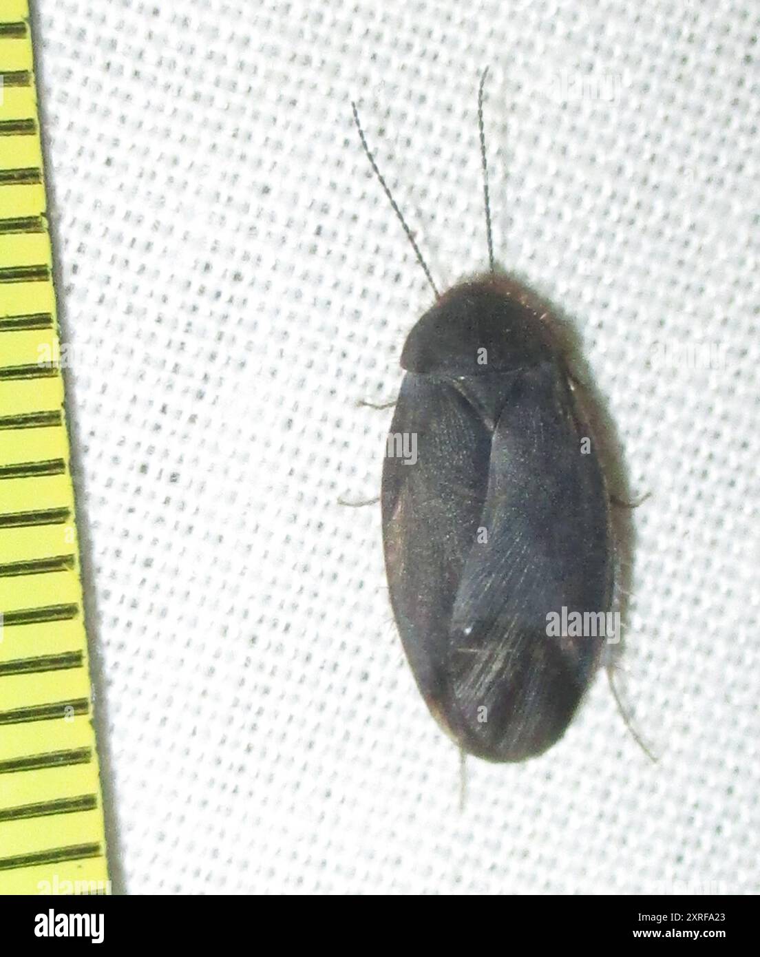 Sand Cockroaches (Corydiidae) Insecta Stock Photo - Alamy