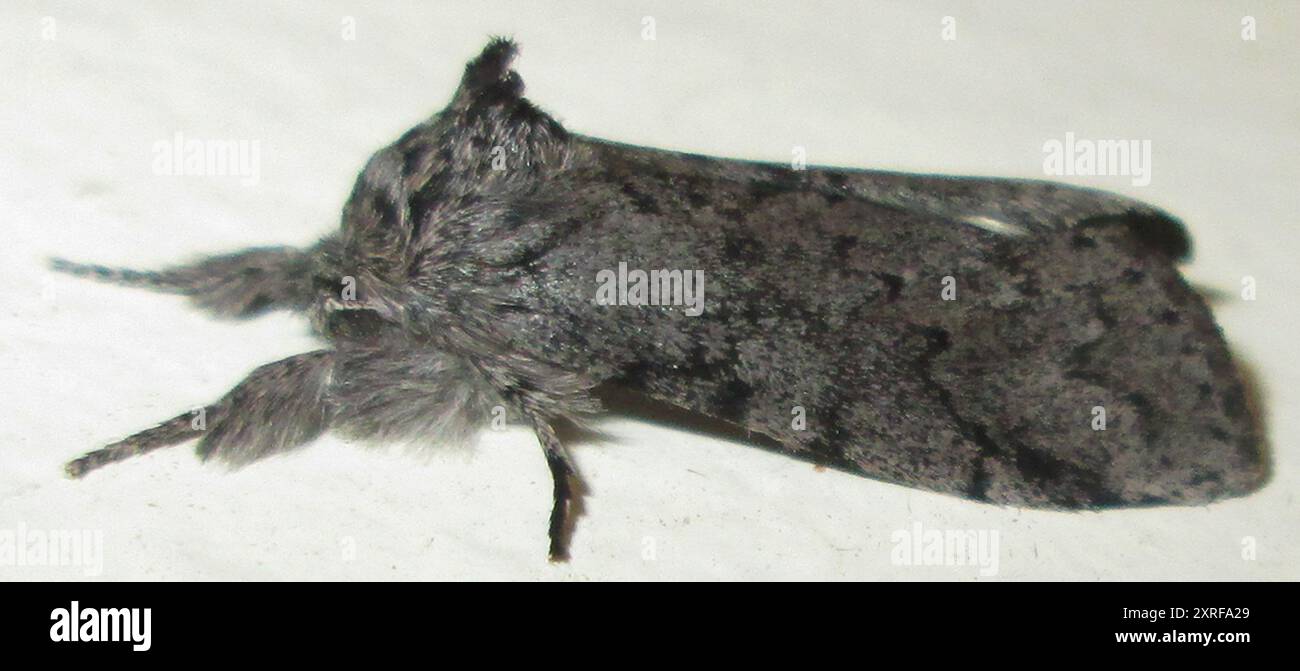 Owlet Moths and Allies (Noctuoidea) Insecta Stock Photo - Alamy